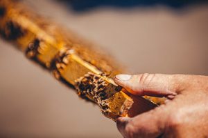 Purple Hive Project by B honey