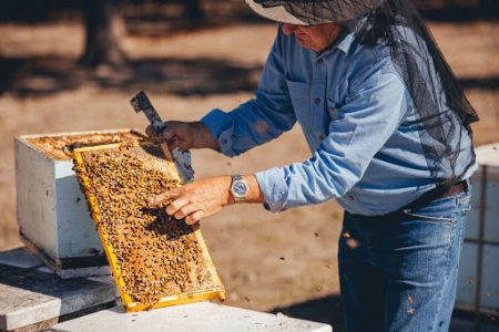 Purple Hive Project by B honey